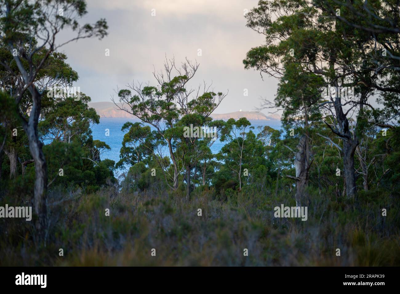 beautiful gum Trees and shrubs in the Australian bush forest. Gumtrees ...