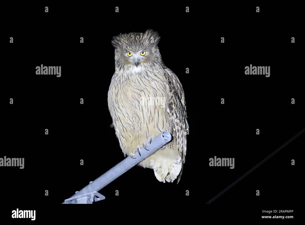 Blakiston's Fish Owl (Bubo blakistoni) in Hokkaido, Japan Stock Photo ...