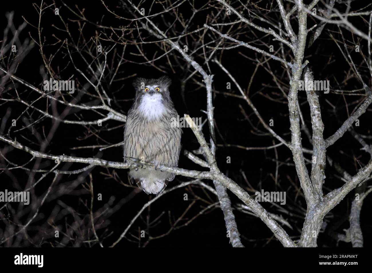Blakiston's Fish Owl (Bubo blakistoni) in Hokkaido, Japan Stock Photo ...