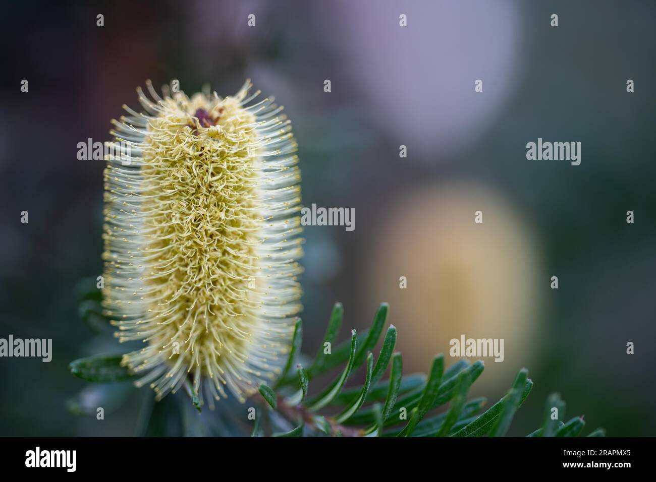 yellow Banksia flower in tasmania australia in summer ina garden Stock ...