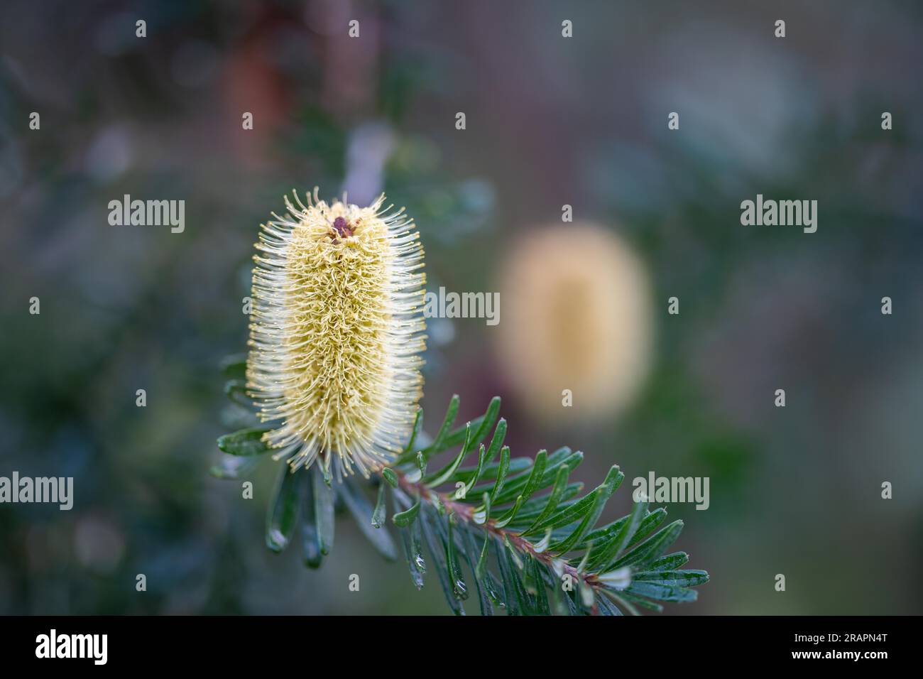 Banisia integrifolia hi-res stock photography and images - Alamy