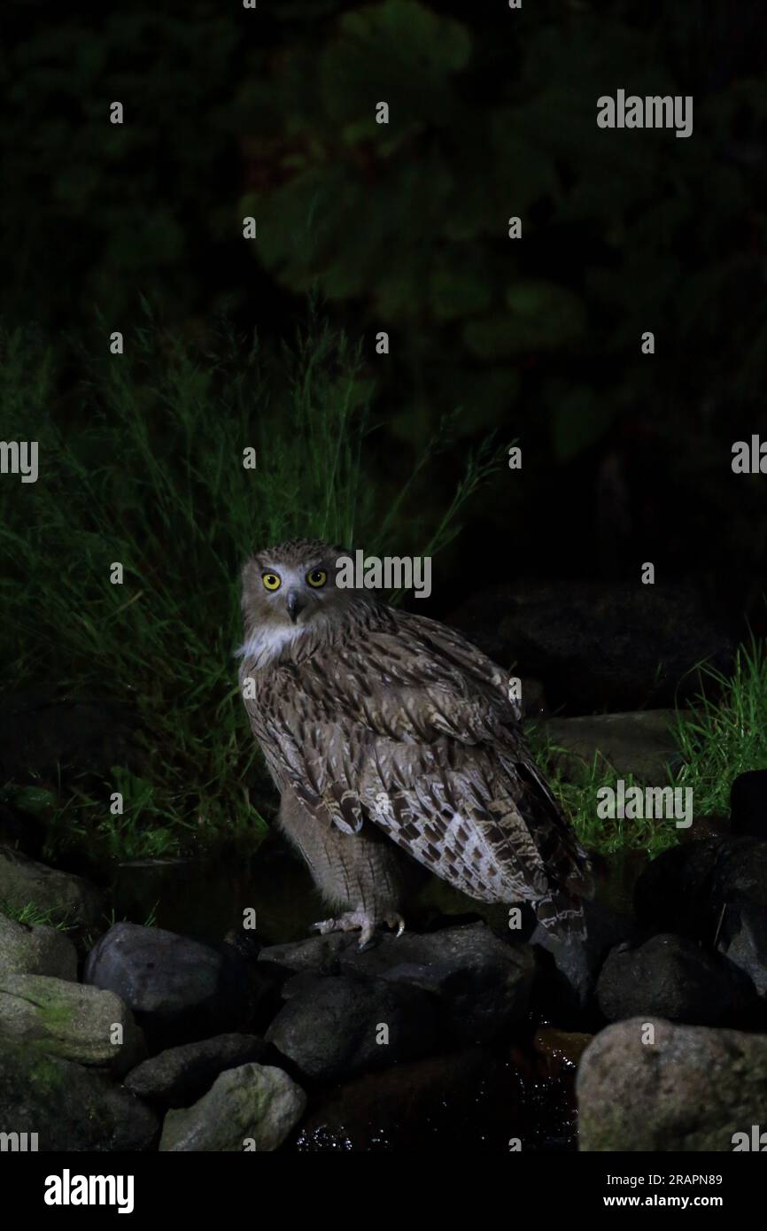 Siretoko hi-res stock photography and images - Alamy