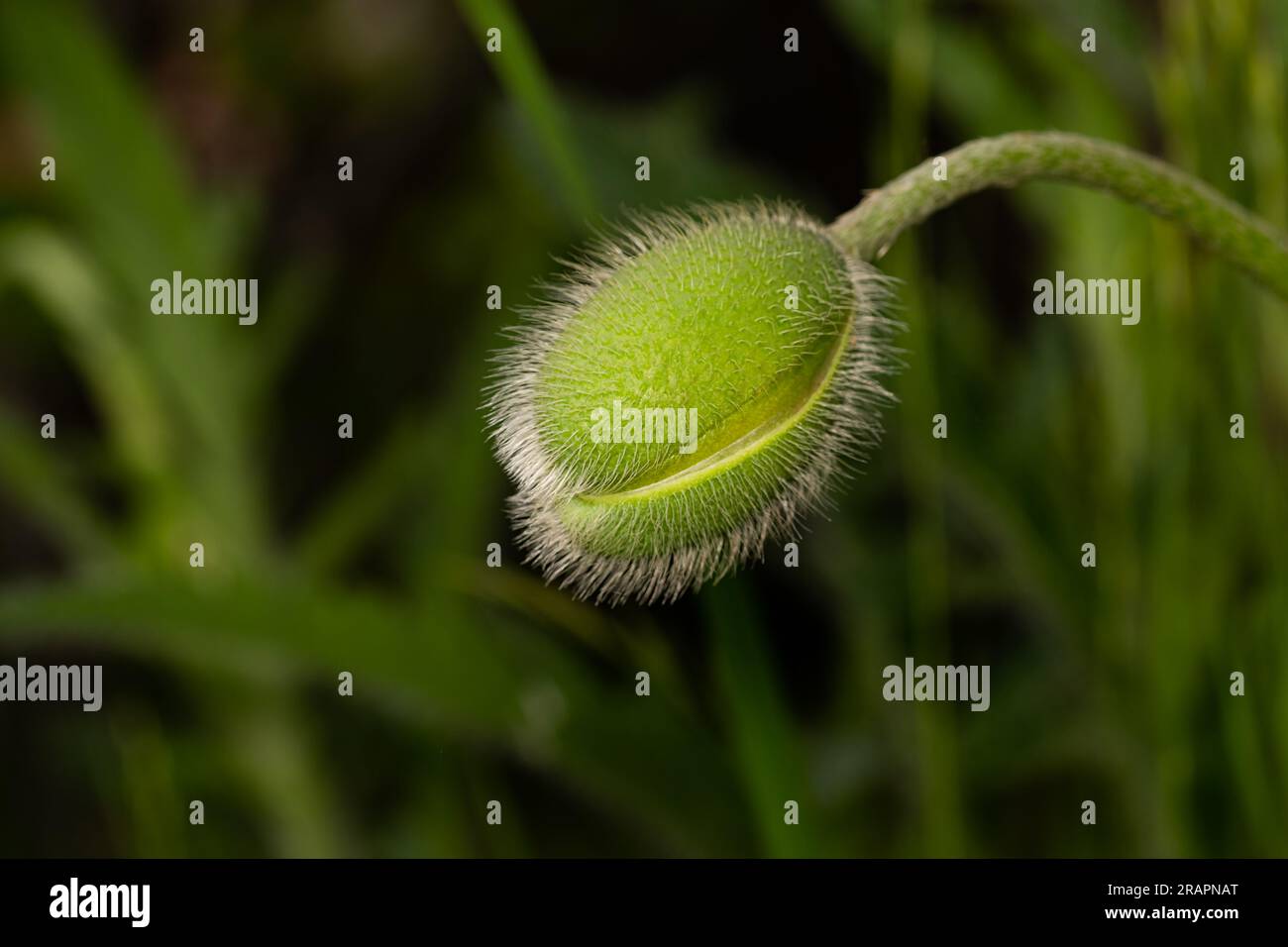 Closed bud flower hi-res stock photography and images - Alamy