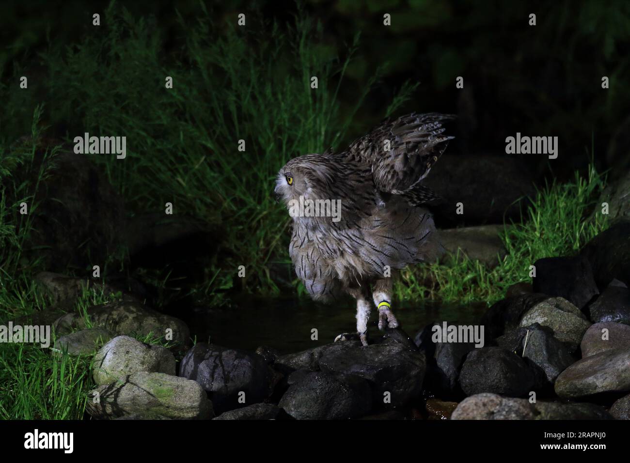 Blakiston's Fish Owl (Bubo blakistoni) in Hokkaido, Japan Stock Photo ...