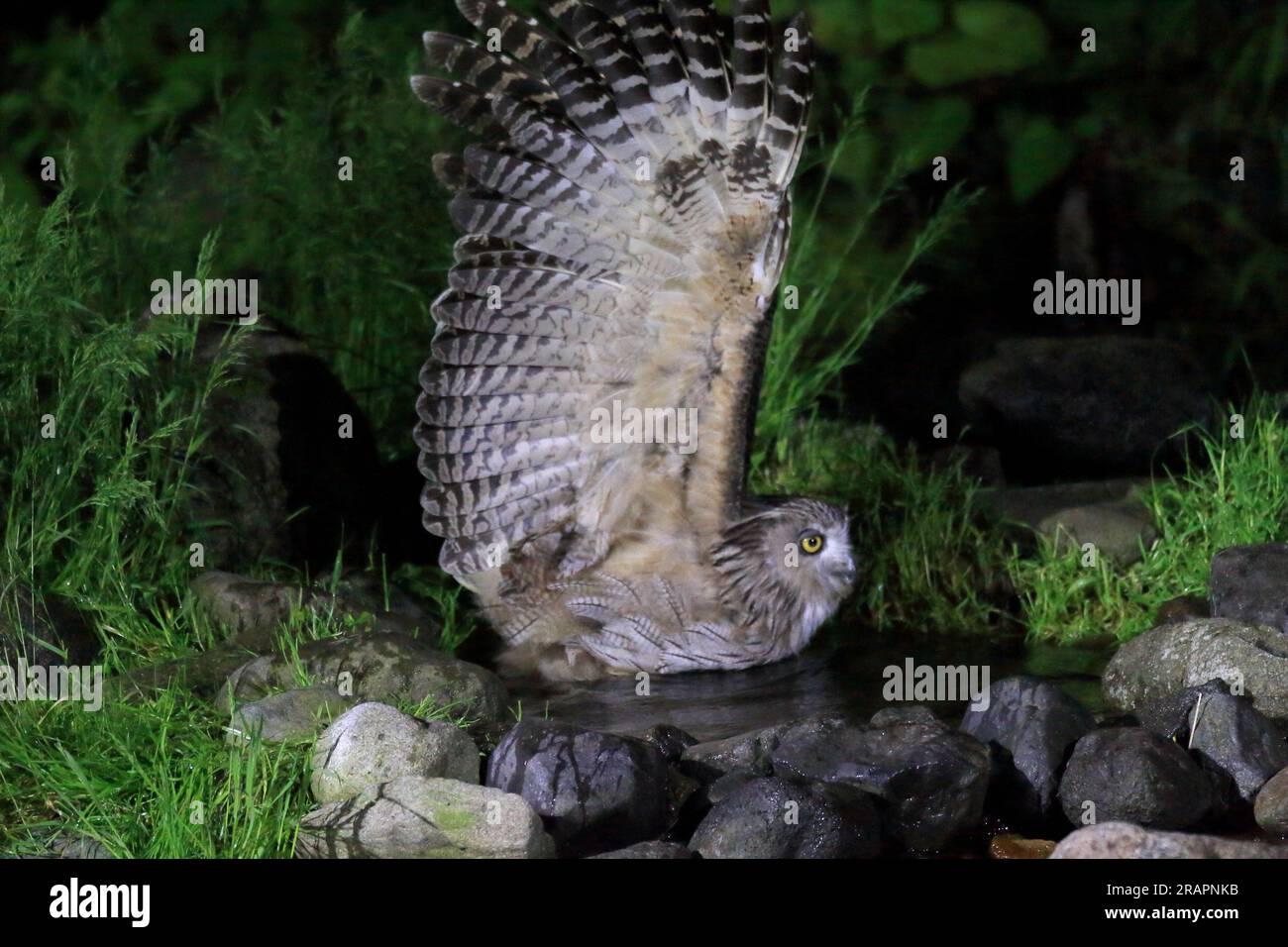 Blakiston's Fish Owl (Bubo blakistoni) in Hokkaido, Japan Stock Photo ...