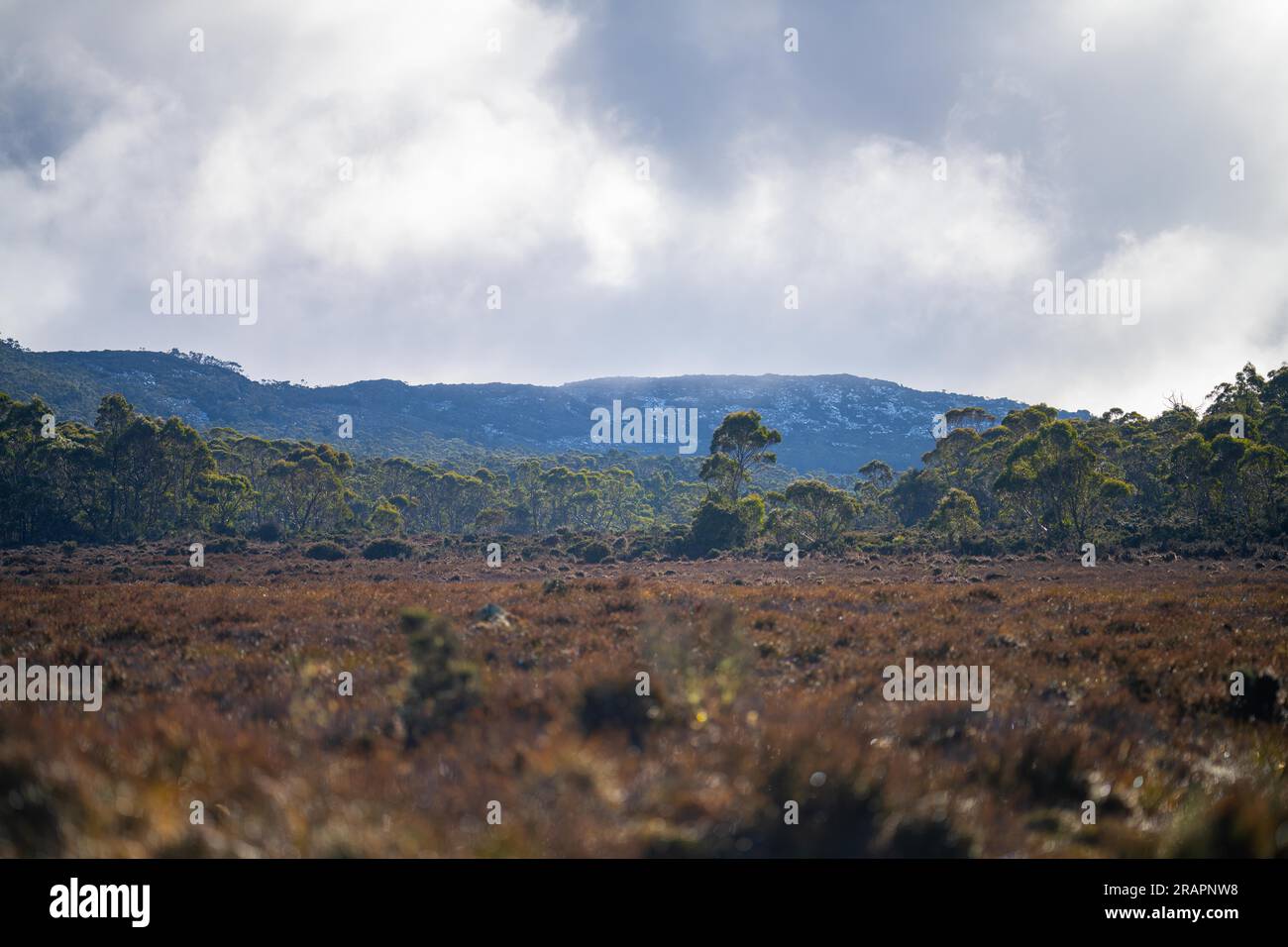 australian forest in the highlands with native plants in spring Stock ...