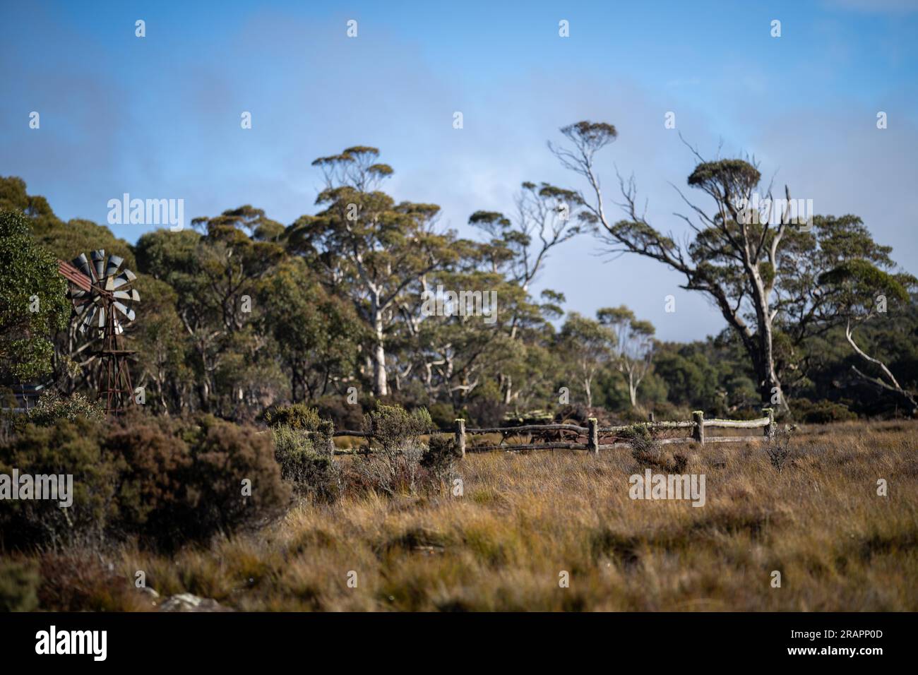 beautiful gum Trees and shrubs in the Australian bush forest. Gumtrees ...