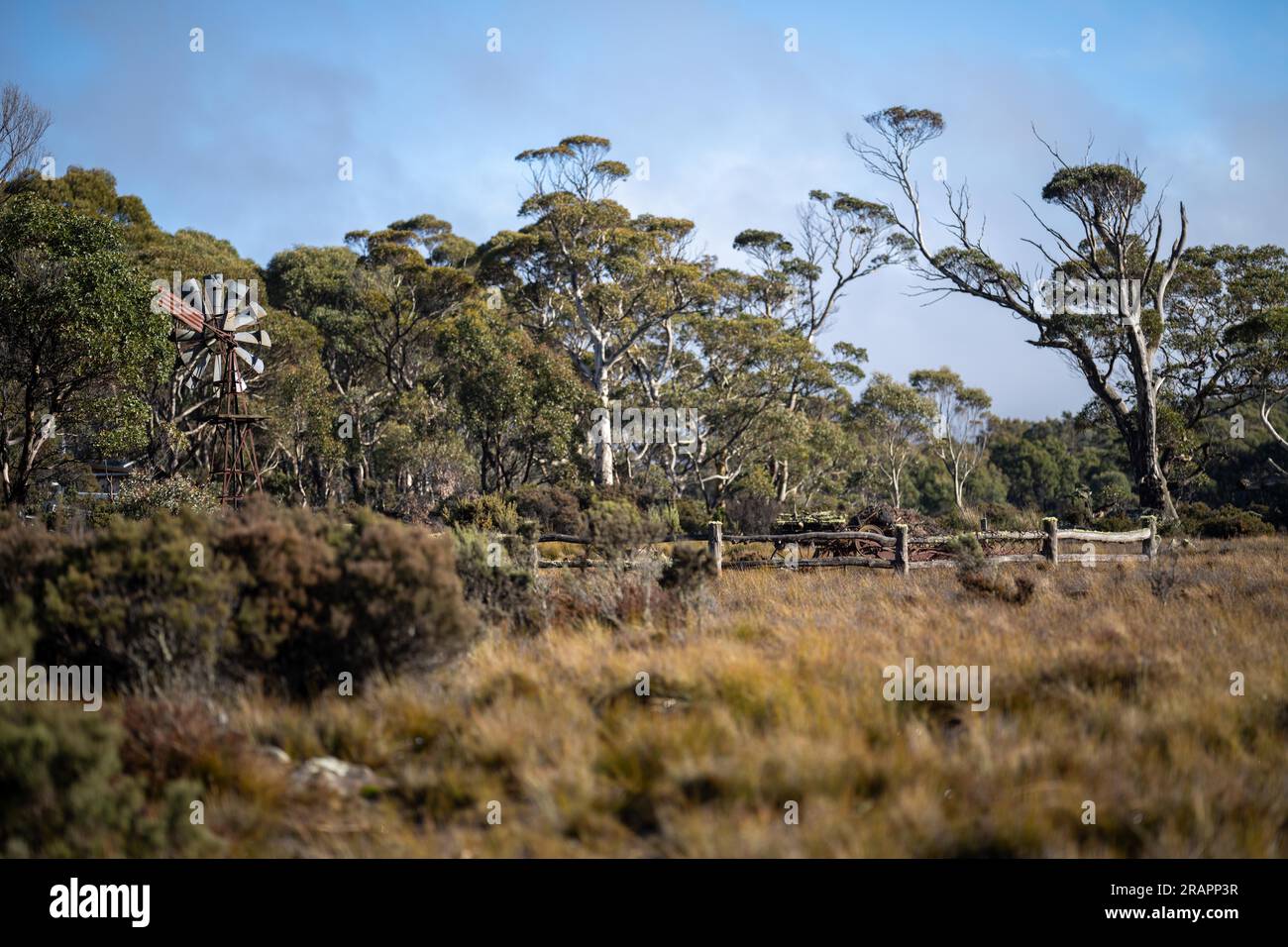 beautiful gum Trees and shrubs in the Australian bush forest. Gumtrees ...