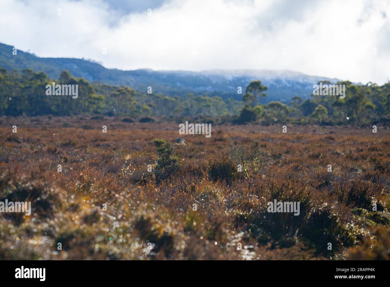 australian forest in the highlands with native plants in spring Stock ...