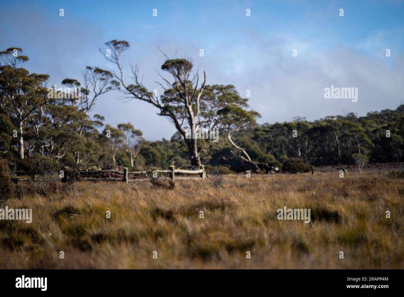 beautiful gum Trees and shrubs in the Australian bush forest. Gumtrees ...