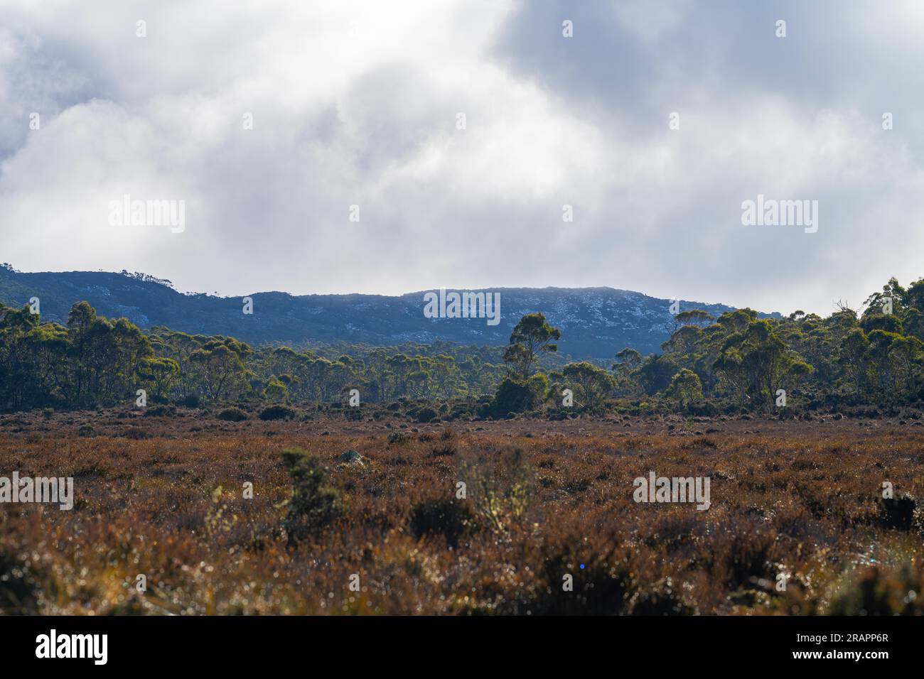 australian forest in the highlands with native plants in spring Stock ...
