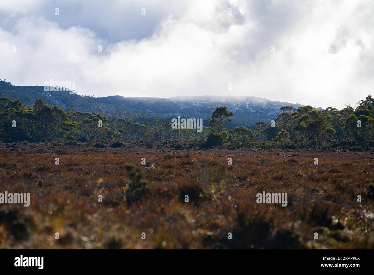 beautiful gum Trees and shrubs in the Australian bush forest. Gumtrees ...