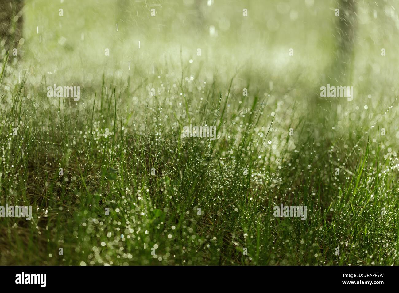 Beautiful fresh and juicy green grass and dripping rain abstract ...