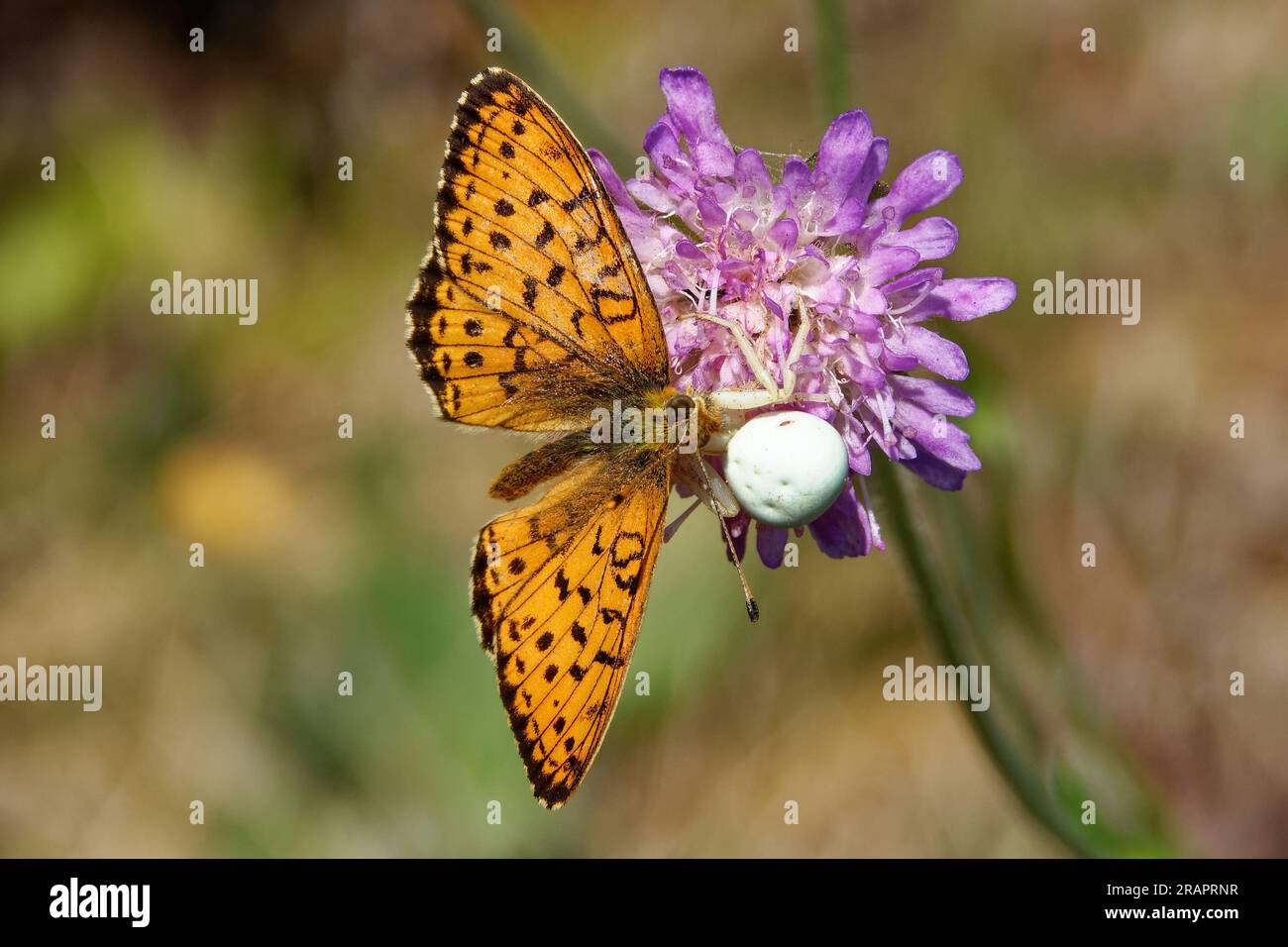 Boloria selene, known in Europe as the small pearl-bordered fritillary ...