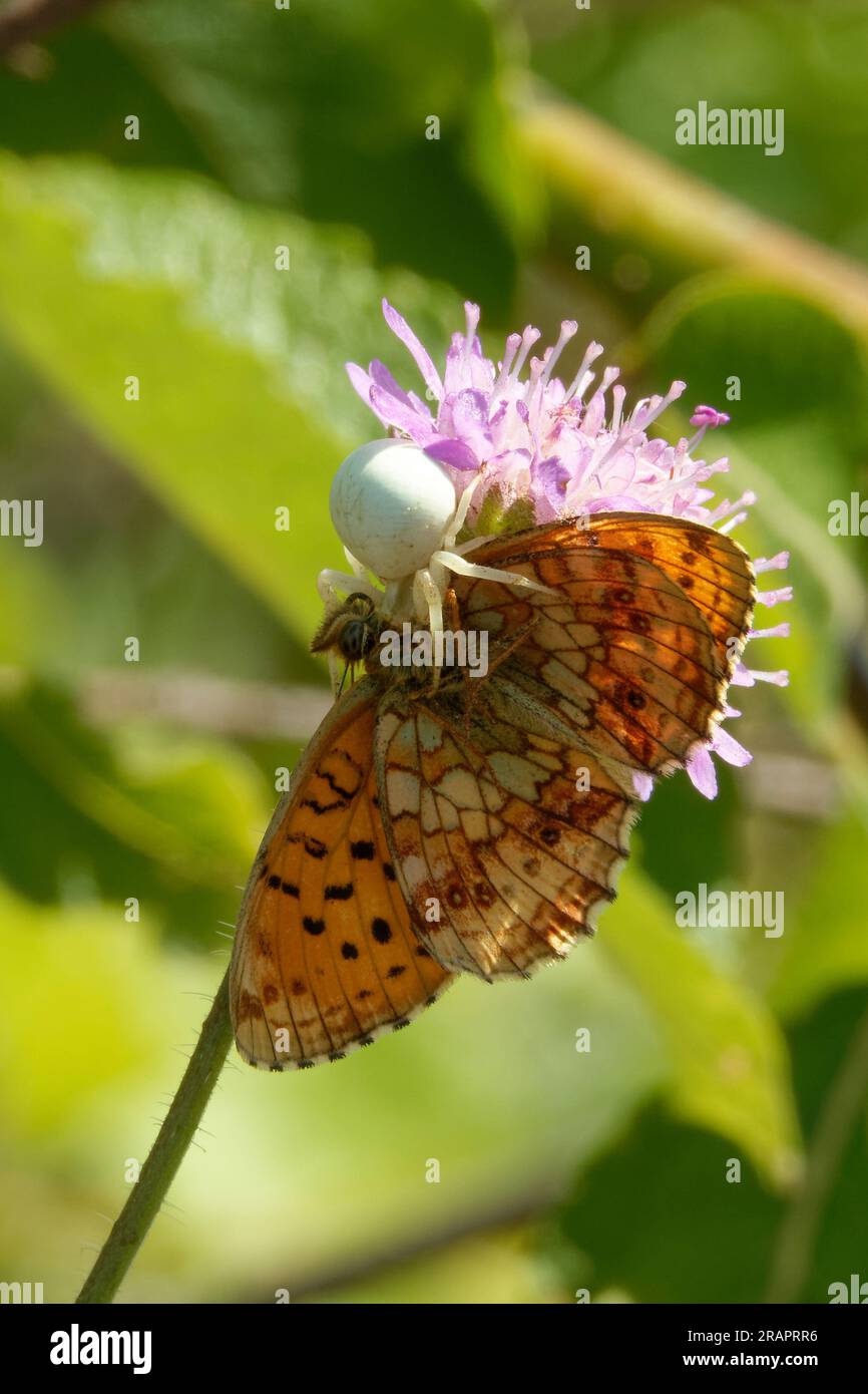 Boloria selene, known in Europe as the small pearl-bordered fritillary ...