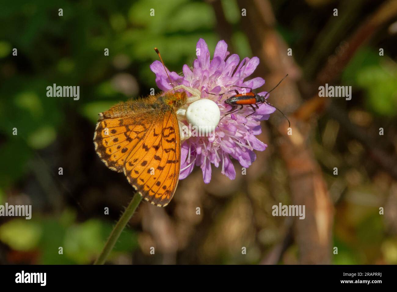 Boloria selene, known in Europe as the small pearl-bordered fritillary ...