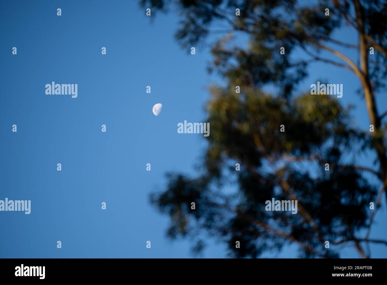 moon behind trees in the australian bush in summer Stock Photo - Alamy