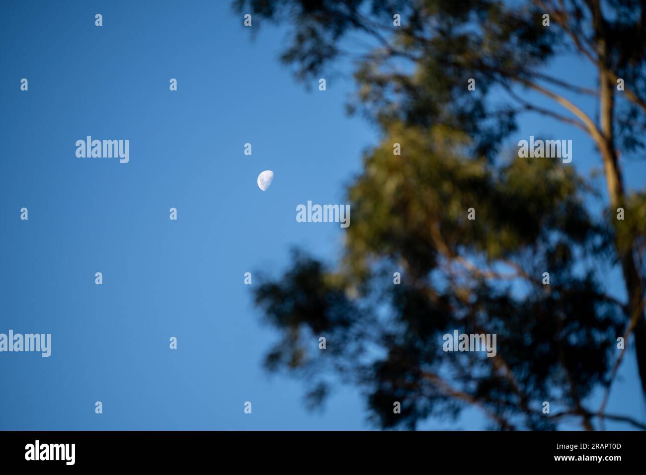 moon behind trees in the australian bush in summer Stock Photo - Alamy