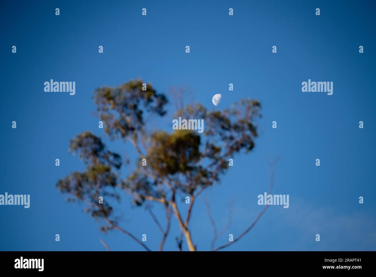 moon behind trees in the australian bush in summer Stock Photo - Alamy
