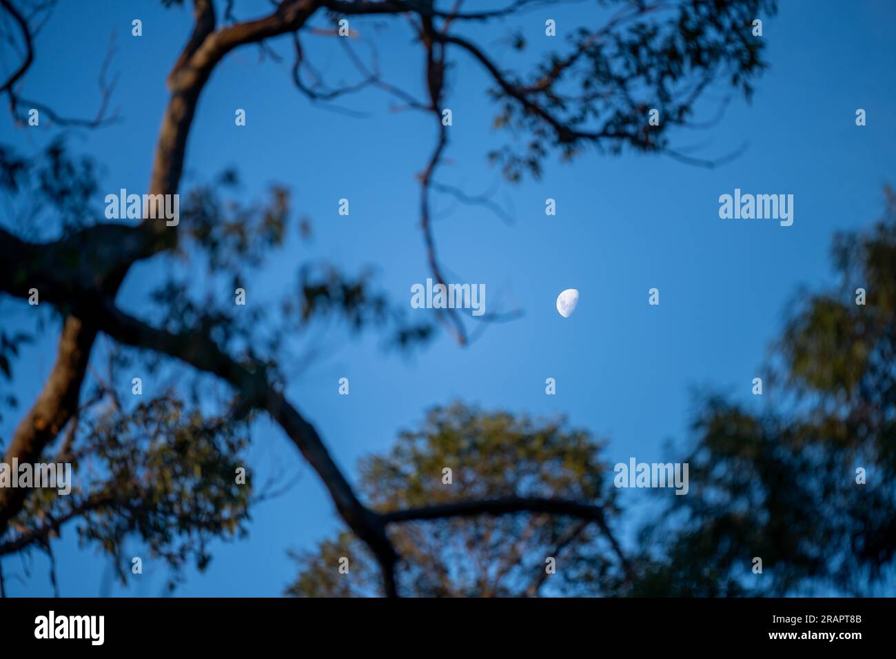 moon behind trees in the australian bush in summer Stock Photo - Alamy