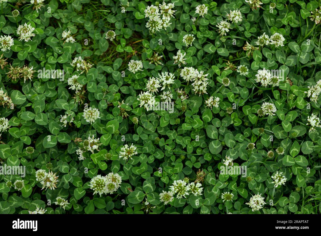 Top view lawn with clover and green grass. White clover (Trifolium ...