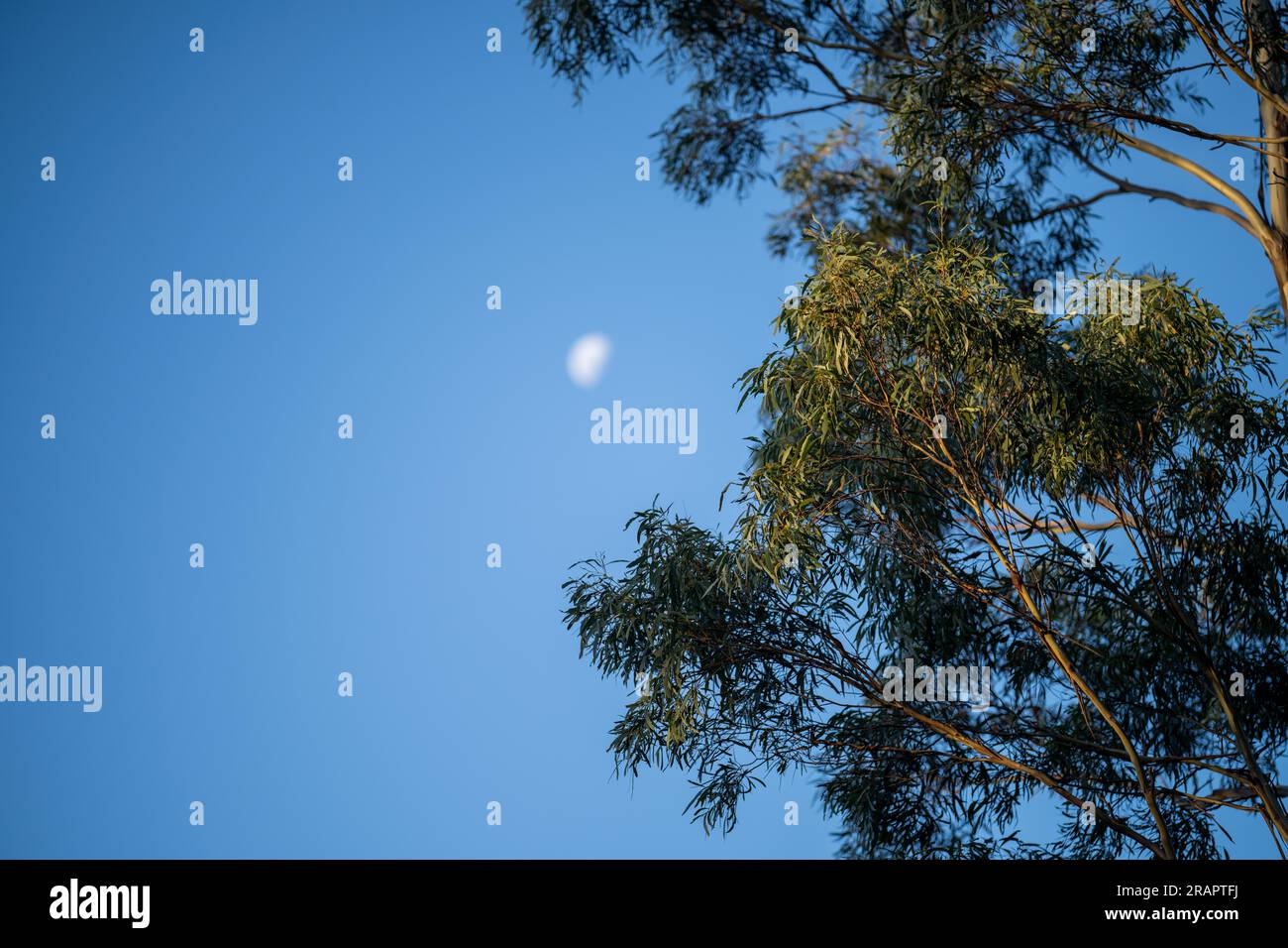 moon behind trees in the australian bush in summer Stock Photo - Alamy
