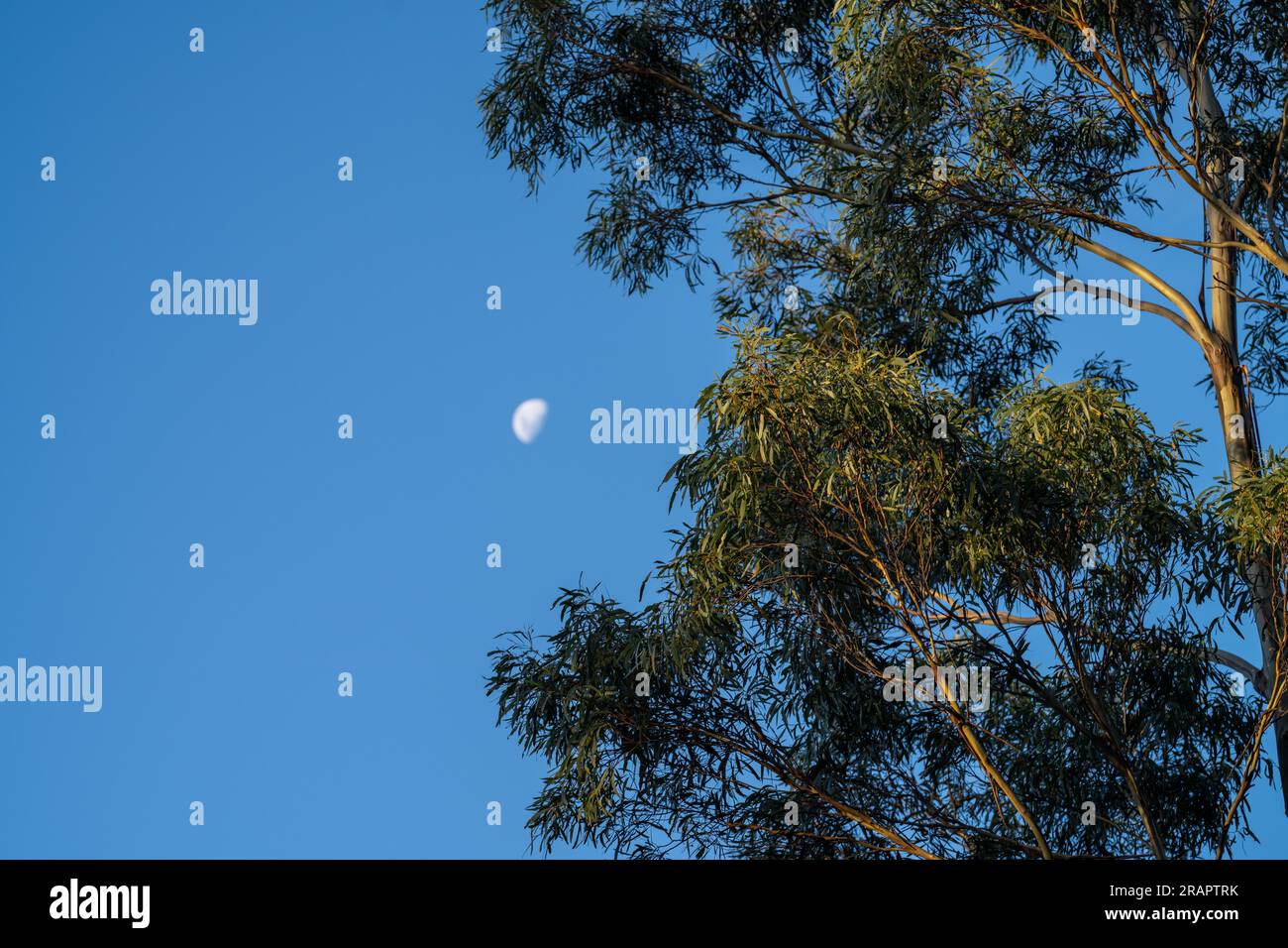 moon behind trees in the australian bush in summer Stock Photo - Alamy