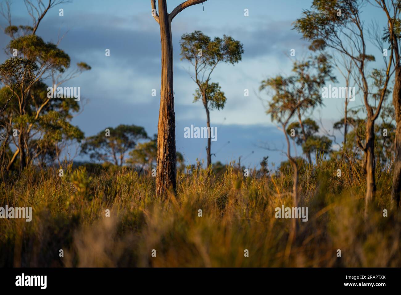 beautiful gum Trees and shrubs in the Australian bush forest. Gumtrees ...