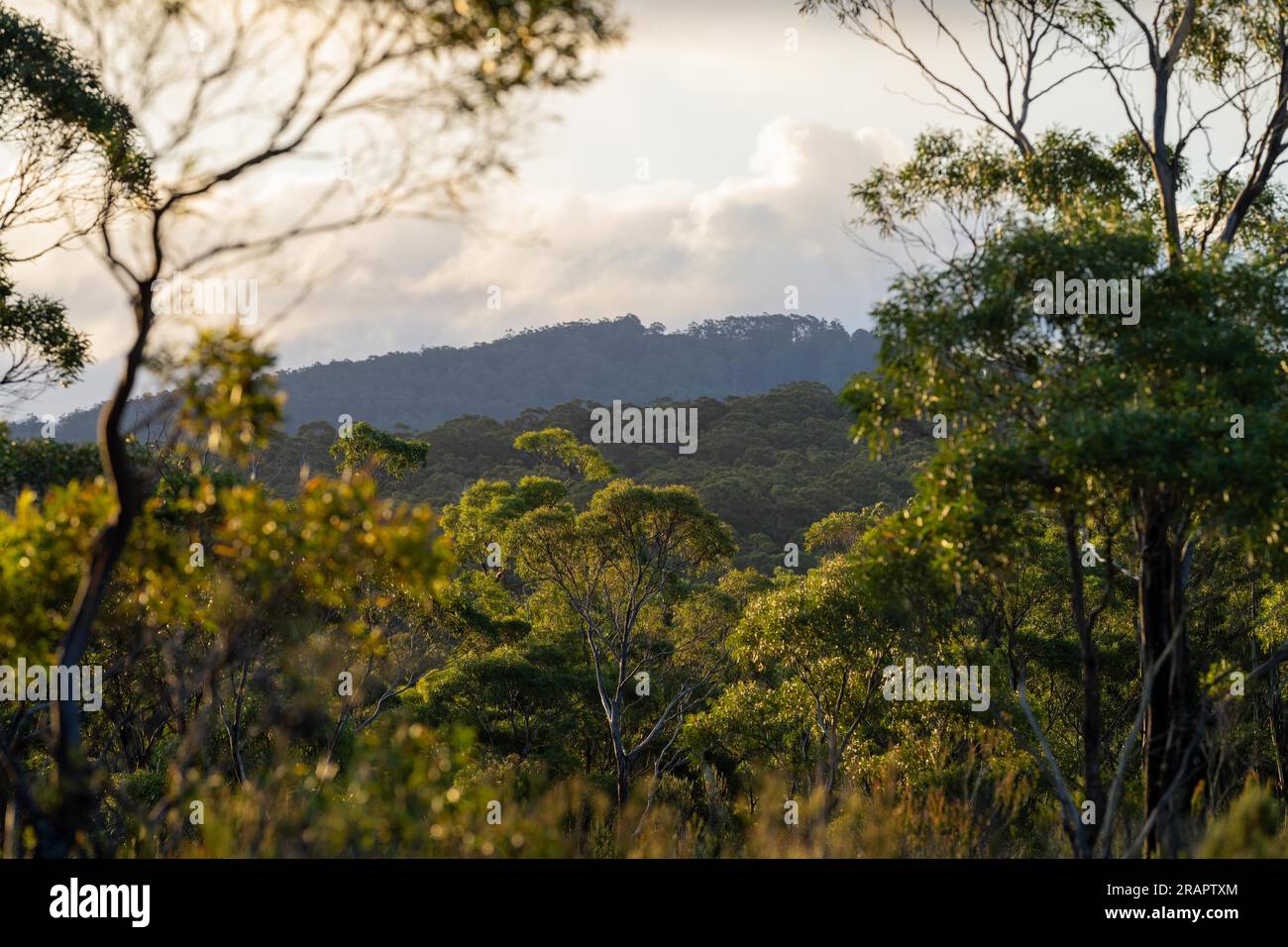beautiful gum Trees and shrubs in the Australian bush forest. Gumtrees ...