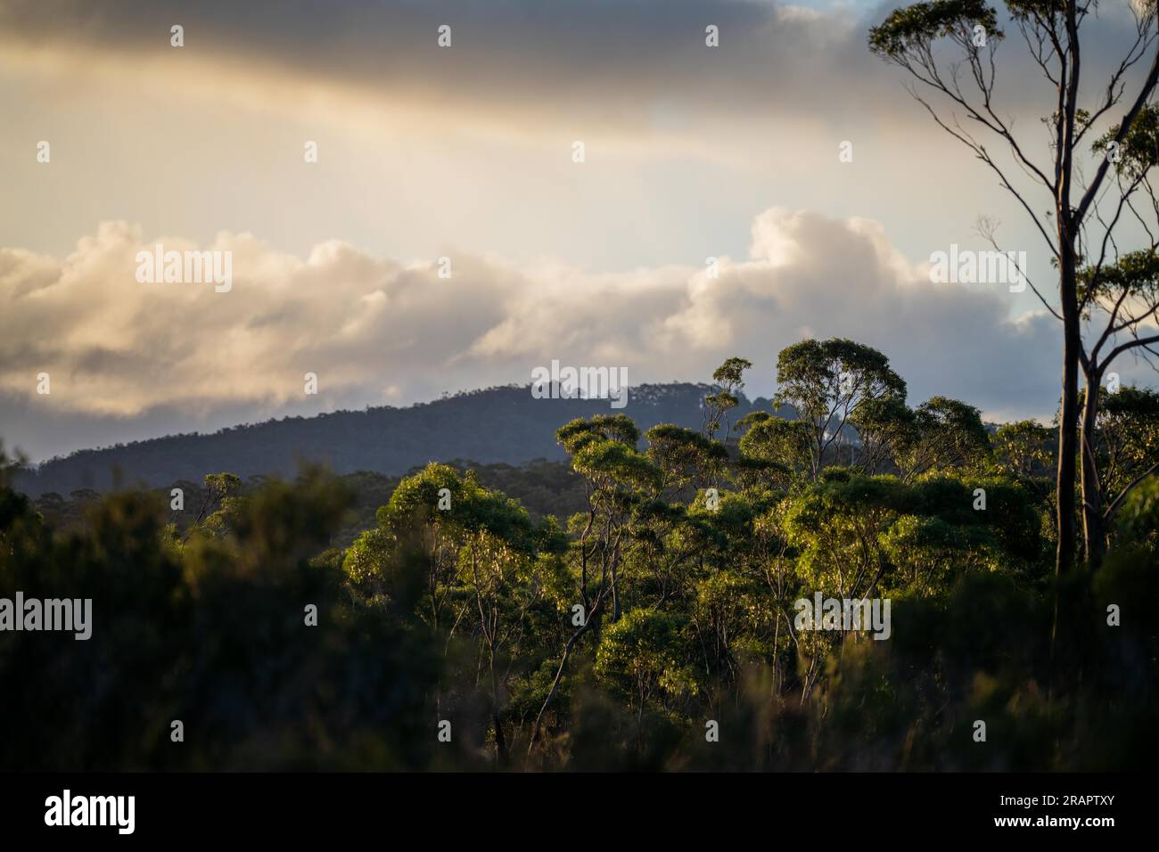 beautiful gum Trees and shrubs in the Australian bush forest. Gumtrees ...