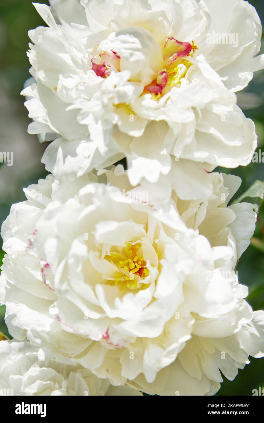 white pion in the garden in summer day Stock Photo - Alamy