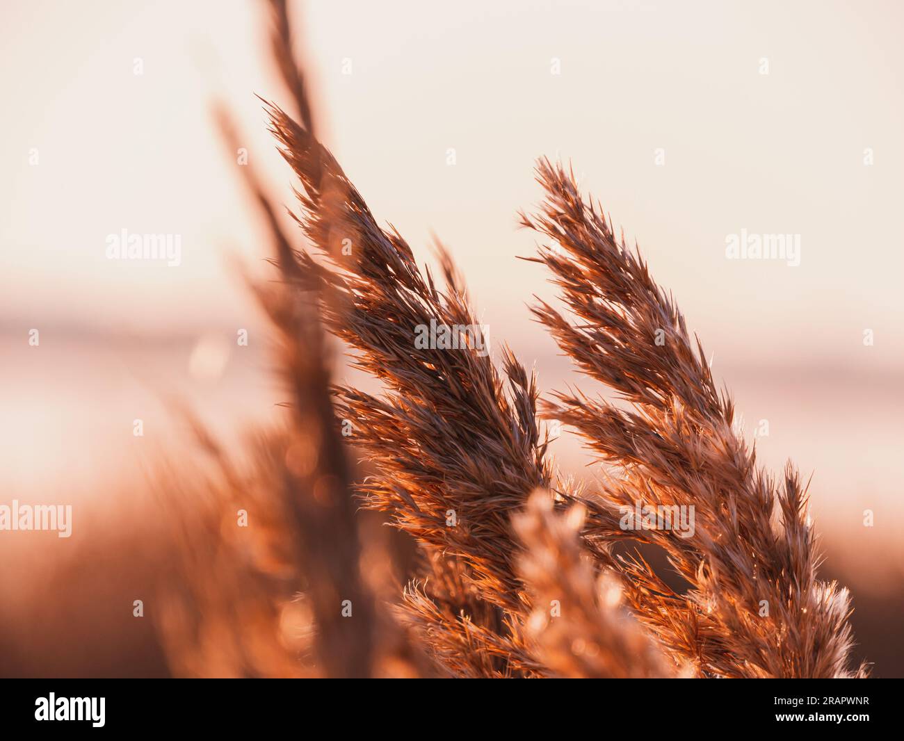 Fluffy golden reeds on sunset sky background against sunlight. Trendy ...