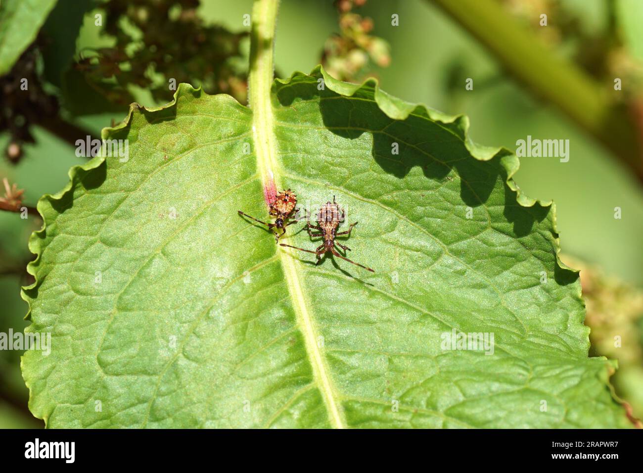 Dock bug nymph hi-res stock photography and images - Alamy