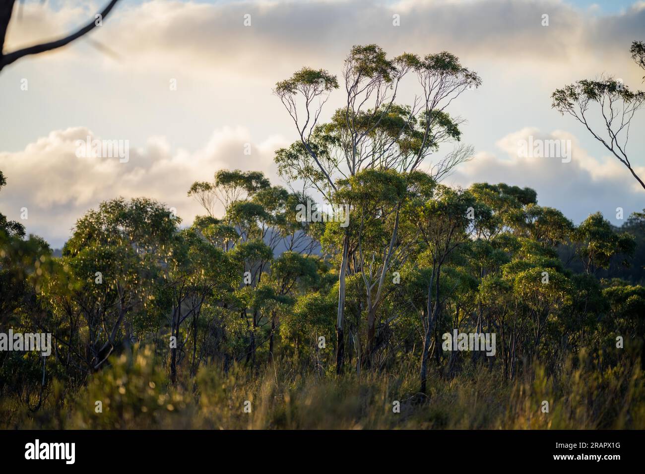 beautiful gum Trees and shrubs in the Australian bush forest. Gumtrees ...