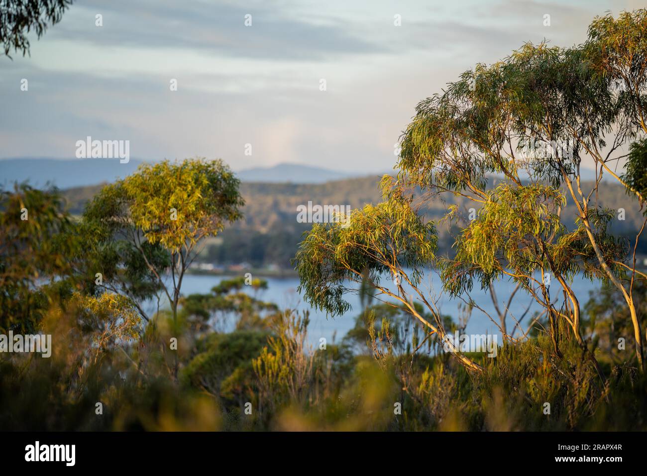 beautiful gum Trees and shrubs in the Australian bush forest. Gumtrees ...