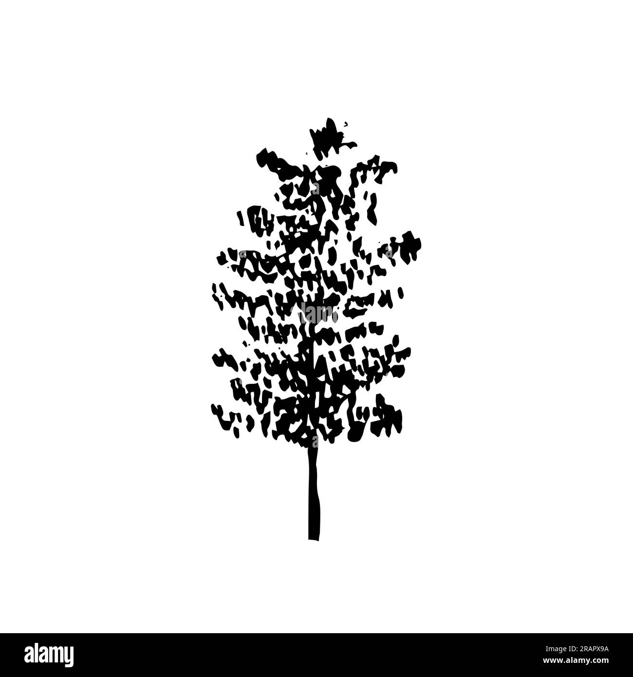 Hand drawn birch sketch Stock Vector Image & Art - Alamy