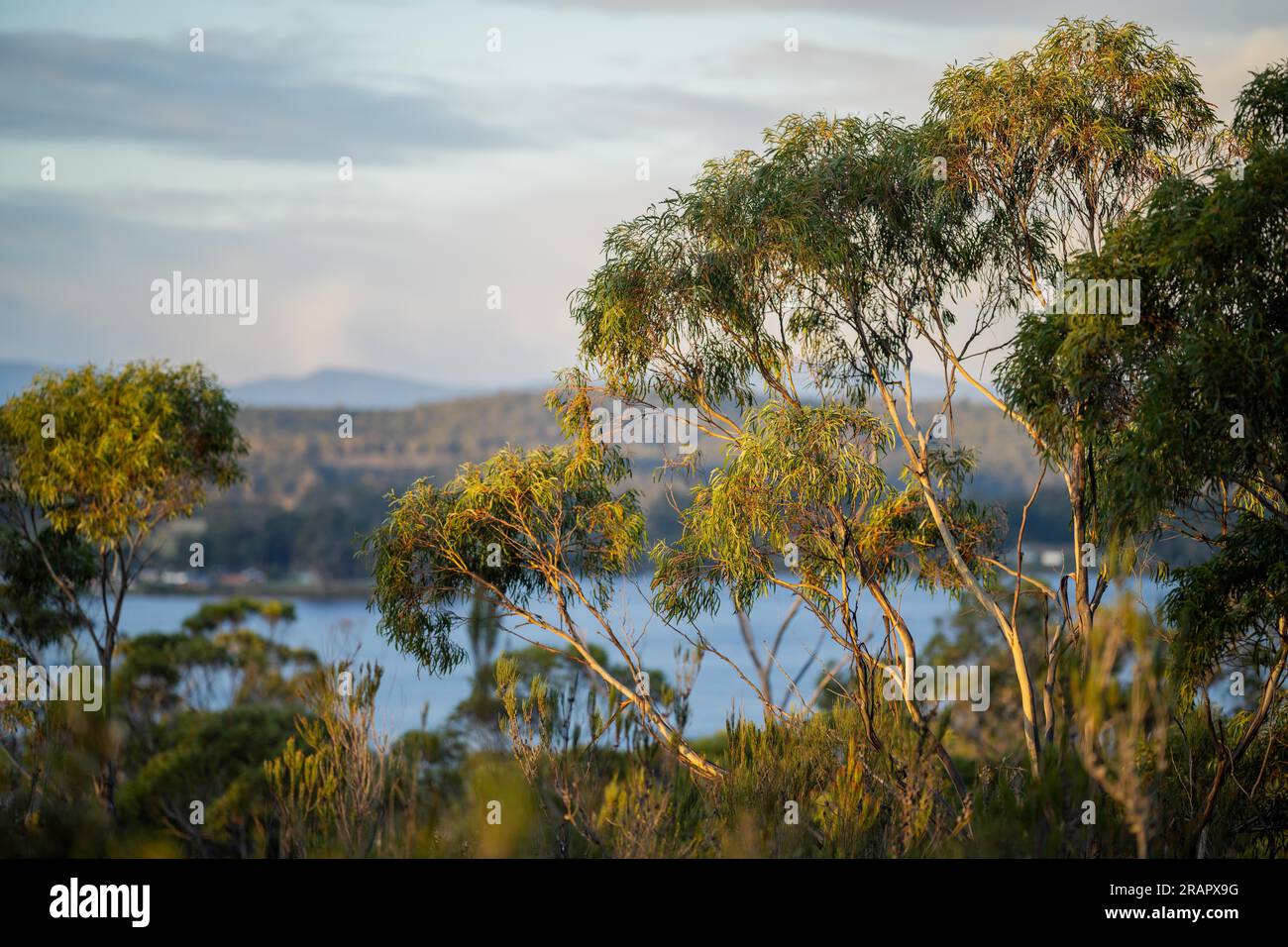 beautiful gum Trees and shrubs in the Australian bush forest. Gumtrees ...
