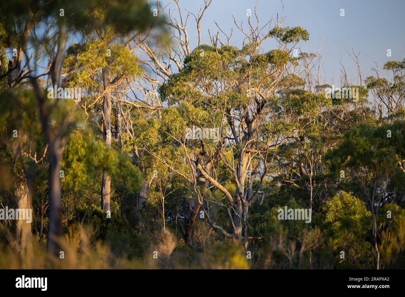 beautiful gum Trees and shrubs in the Australian bush forest. Gumtrees ...