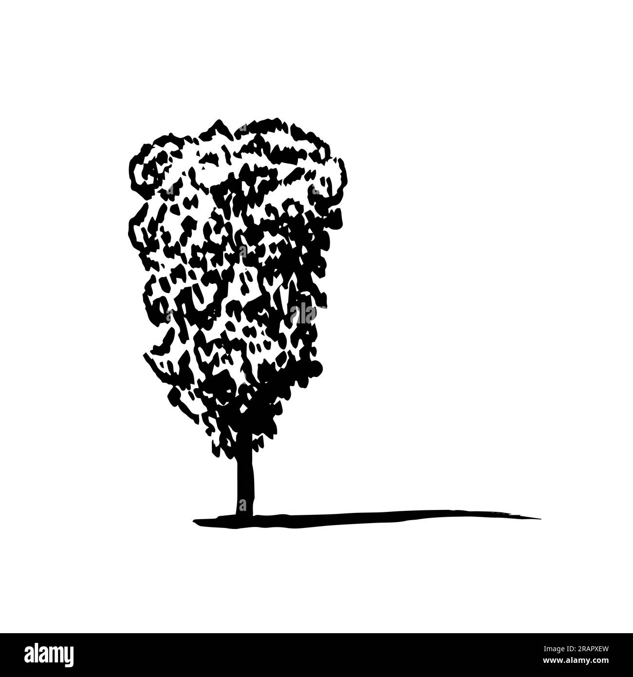 Hand drawn birch sketch Stock Vector Image & Art - Alamy