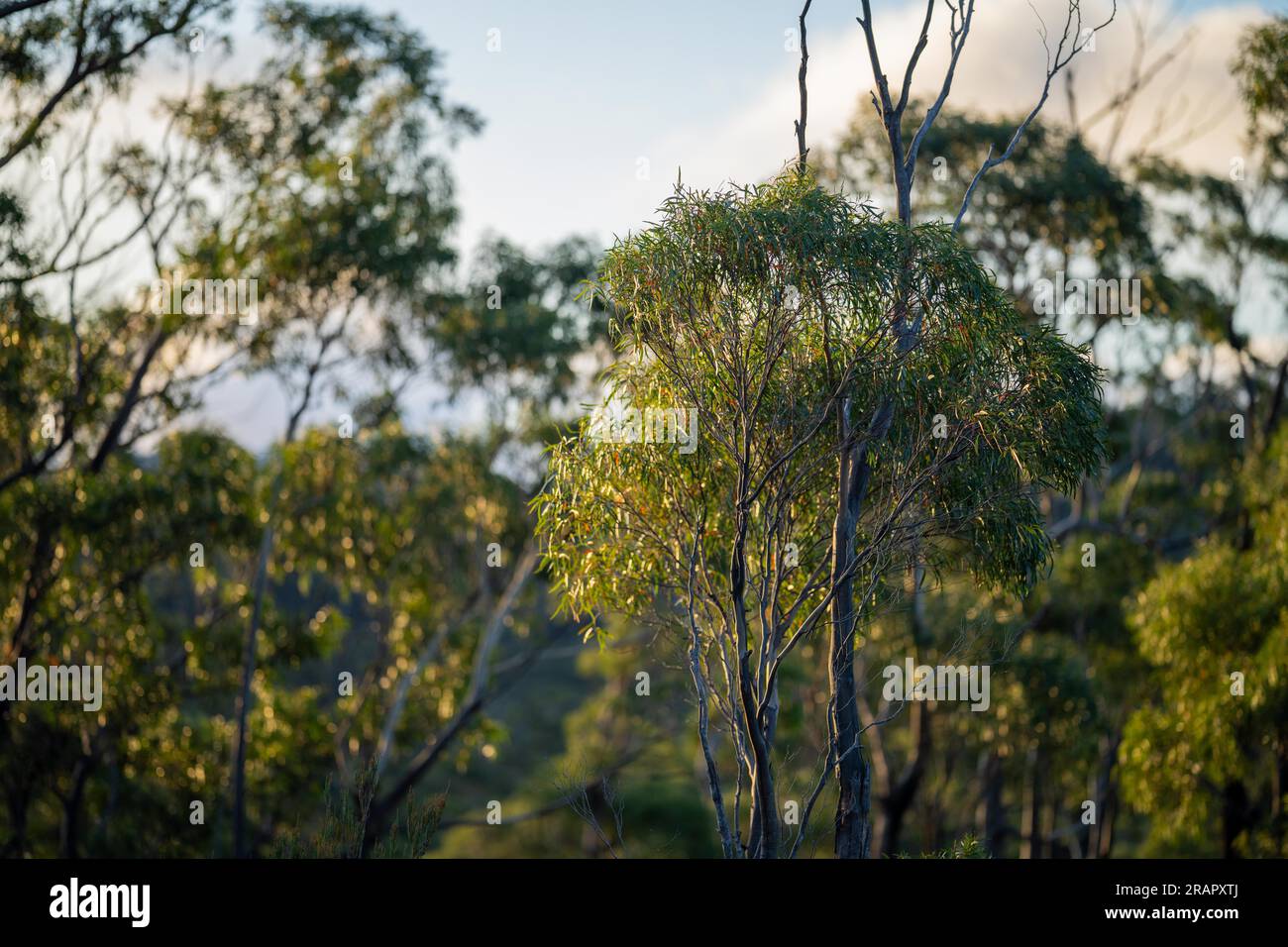 beautiful gum Trees and shrubs in the Australian bush forest. Gumtrees ...