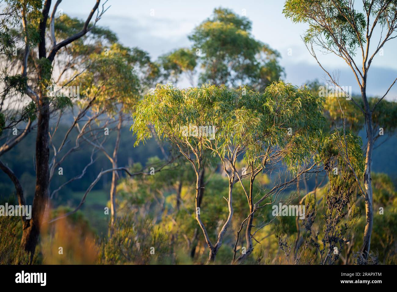 beautiful gum Trees and shrubs in the Australian bush forest. Gumtrees ...