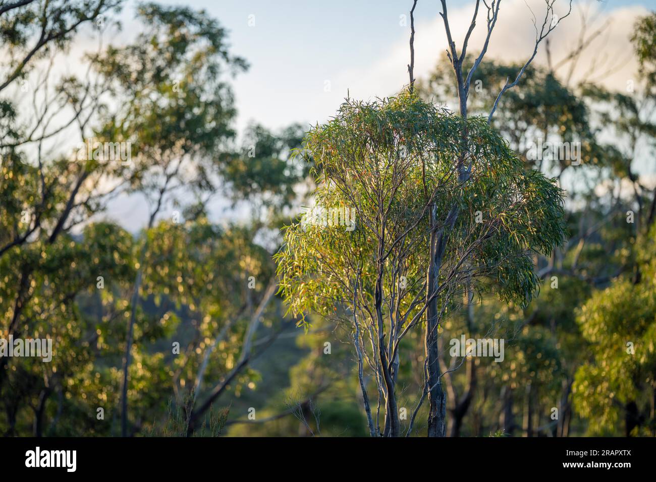 beautiful gum Trees and shrubs in the Australian bush forest. Gumtrees ...