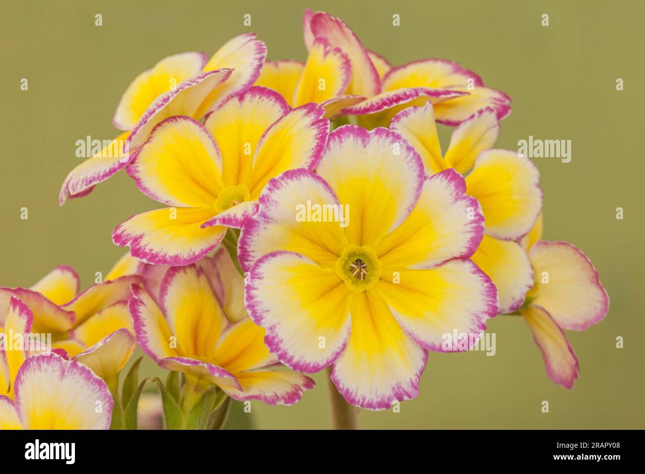Hardy border perrenial hi-res stock photography and images - Alamy