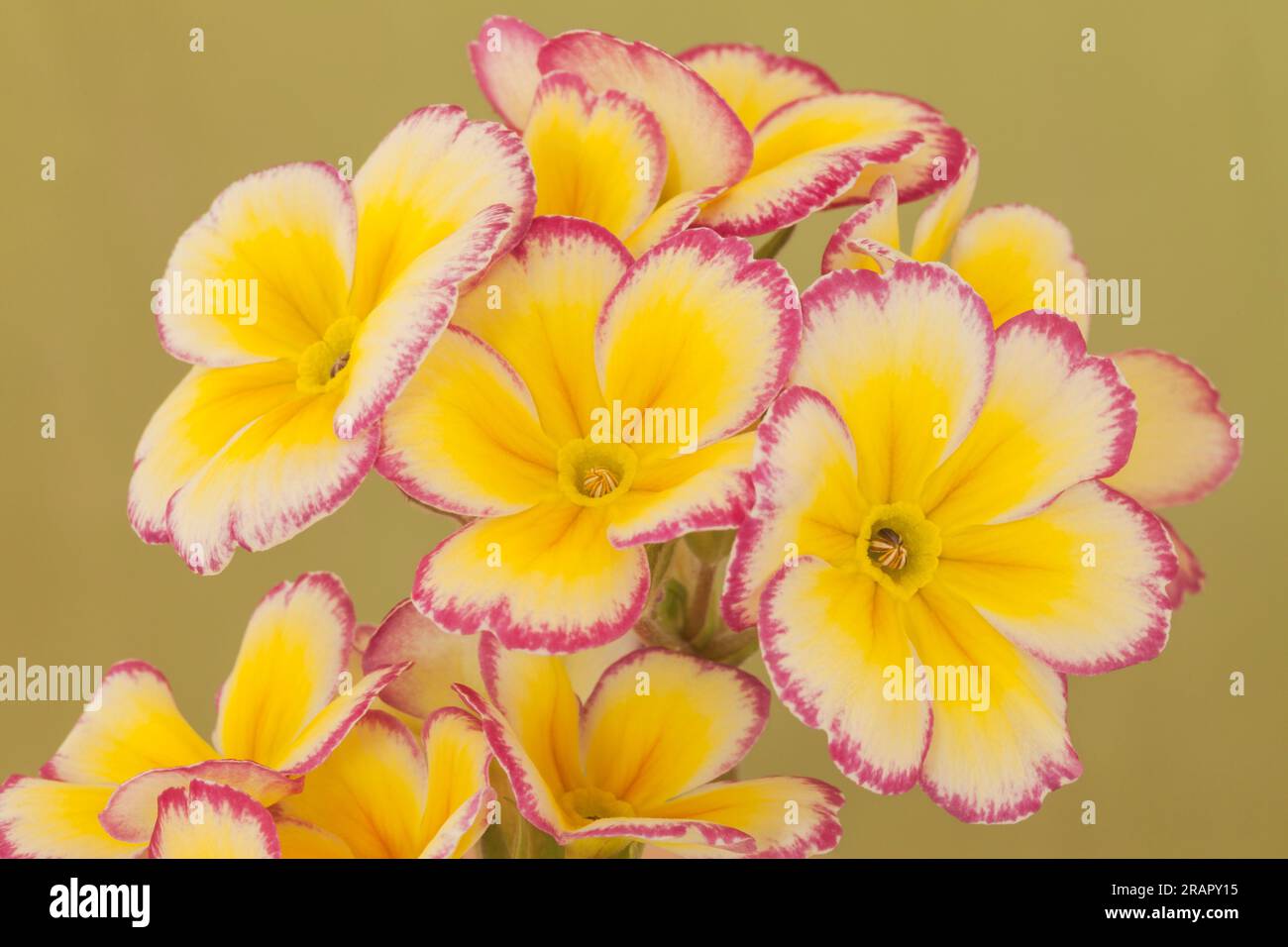 Primula Scentsation "Raspberry Ripple Stock Photo - Alamy