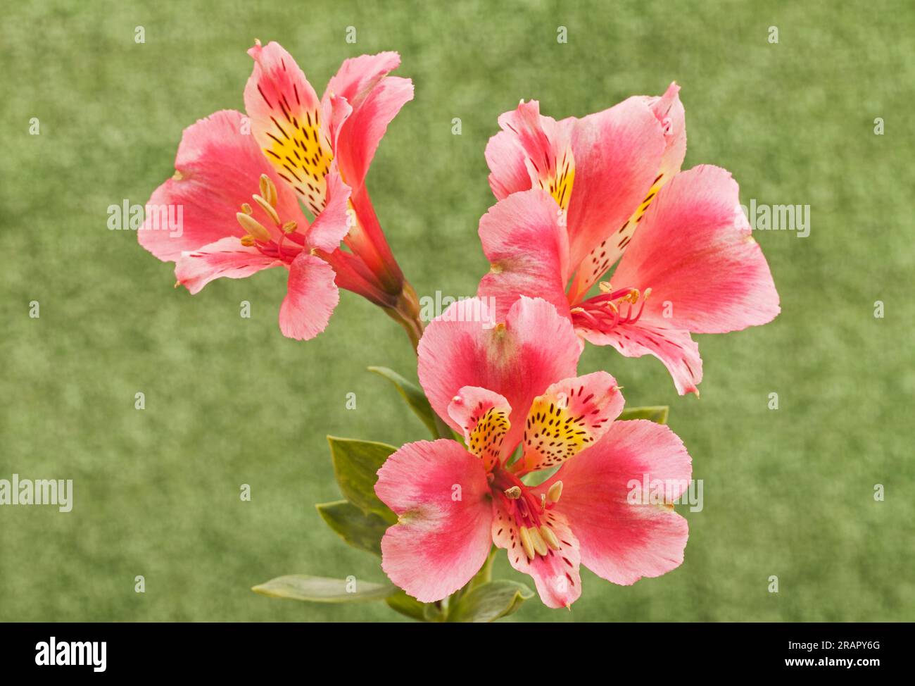 Alstroemeria "Uranus", Peruvian Lily Stock Photo - Alamy