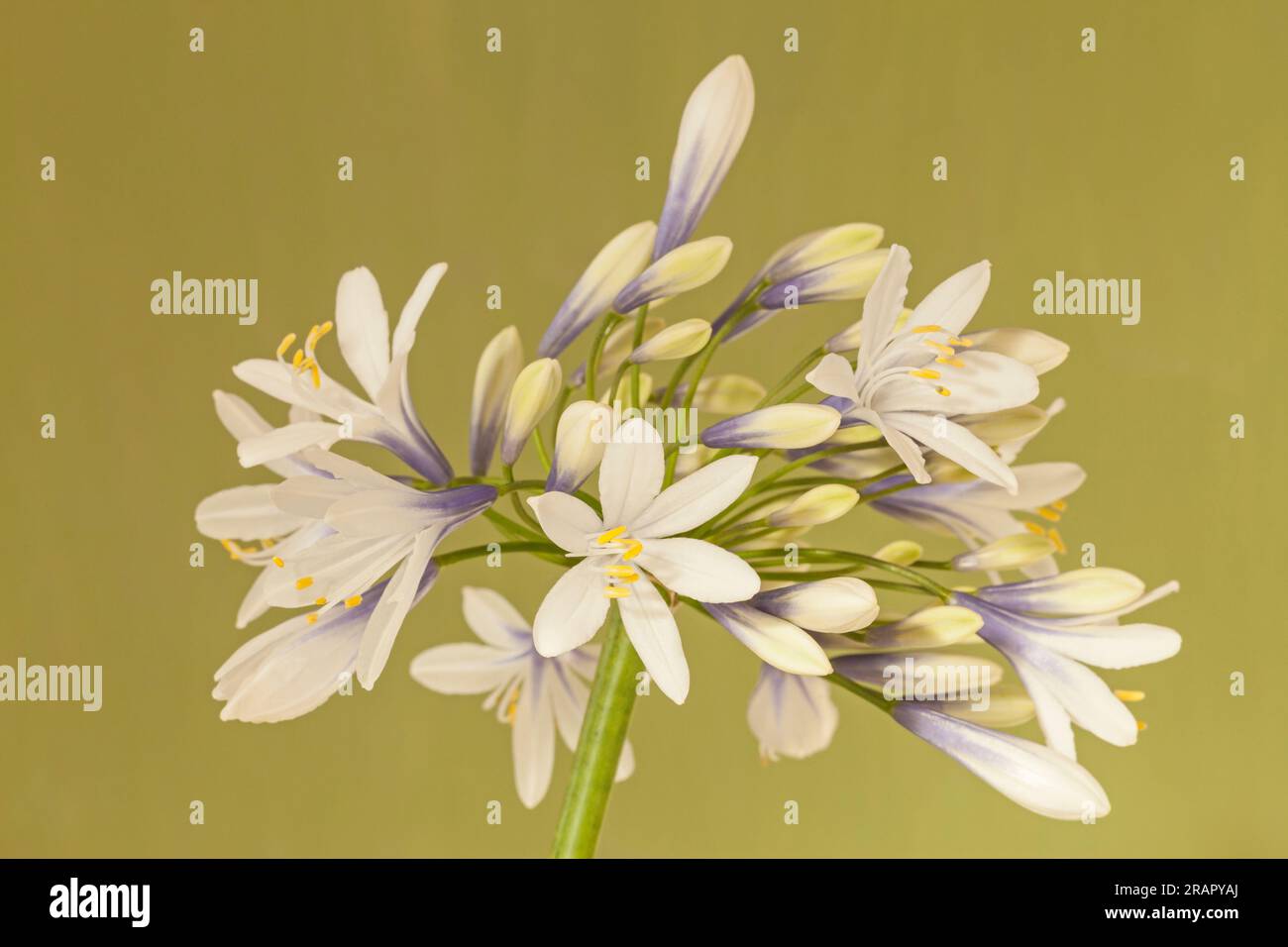 Agapanthus "Twister", African Lily Stock Photo - Alamy