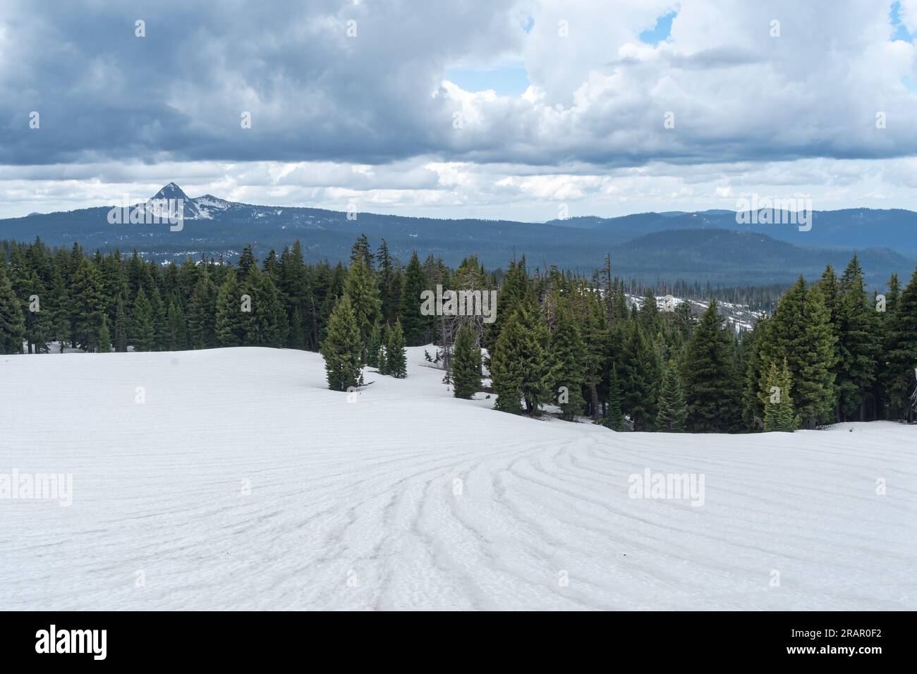 leading lines of melting snow leading into a forest of pine trees with ...