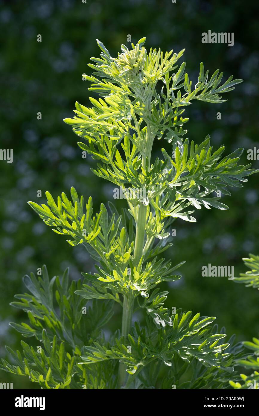 Growing wormwood plant outdoors in the garden Stock Photo - Alamy