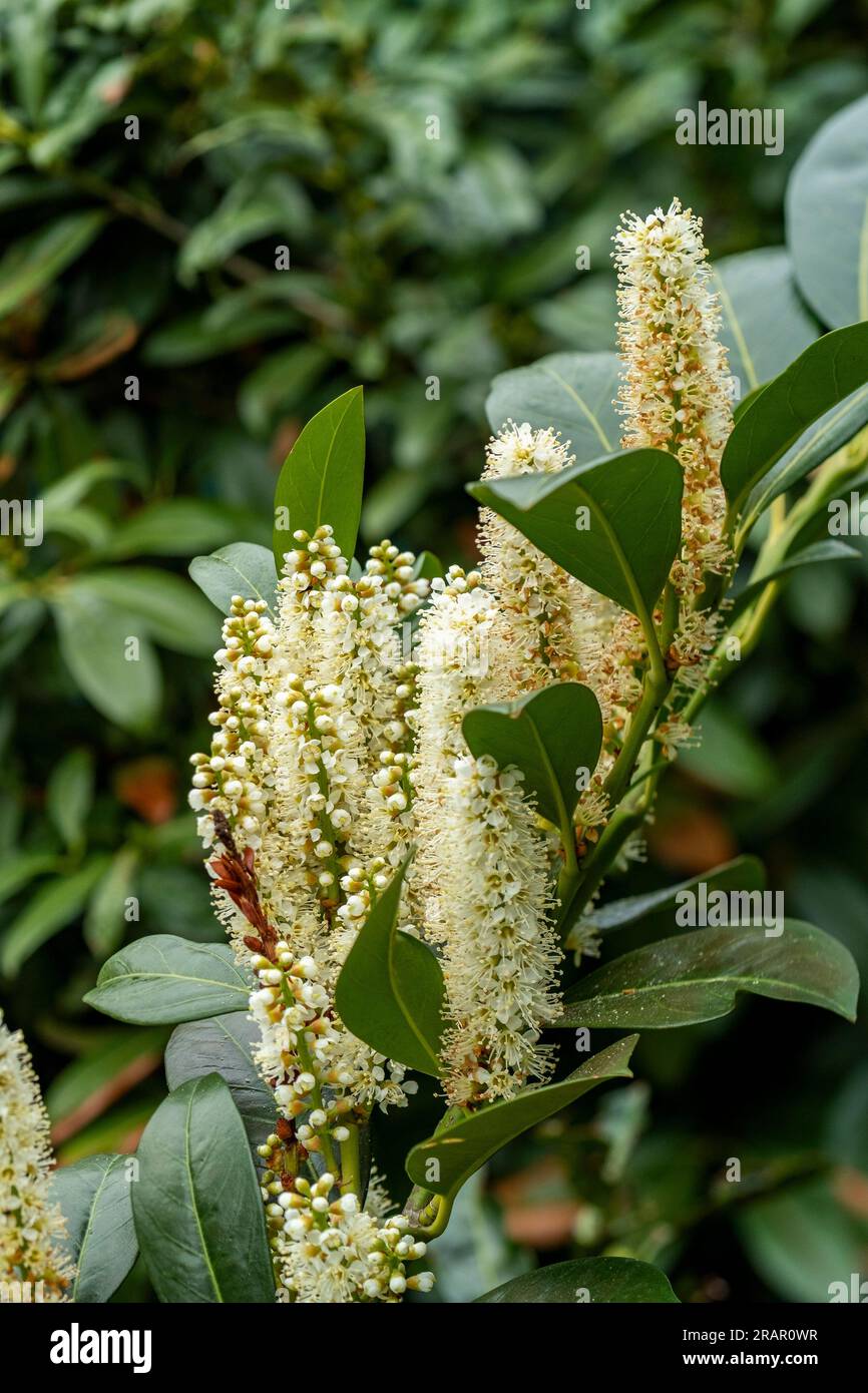 Kirschlorbeer hi-res stock photography and images - Alamy