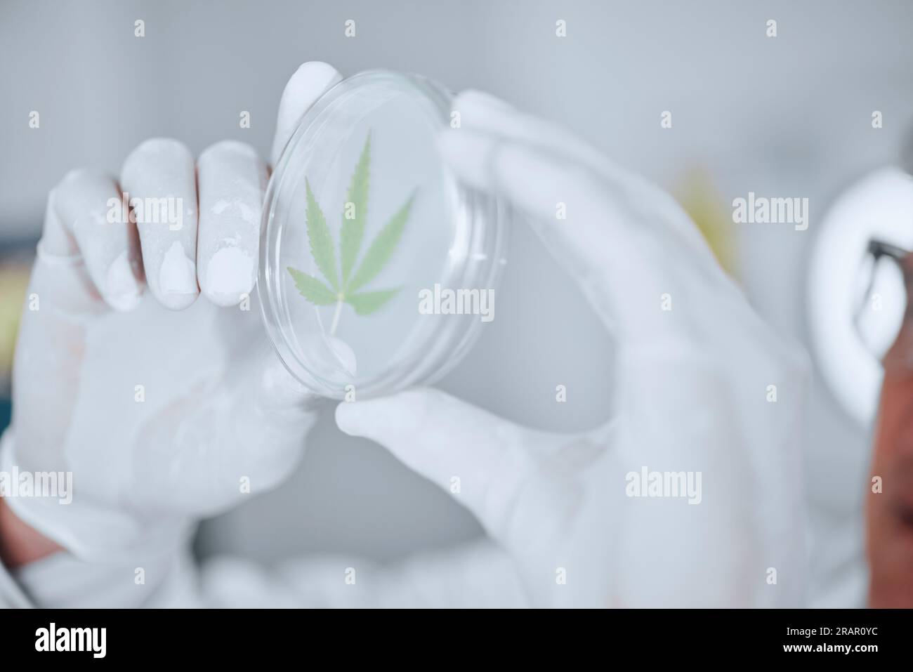 Science, cannabis and hands with leaf in petri dish for research, biology and study medicine ...